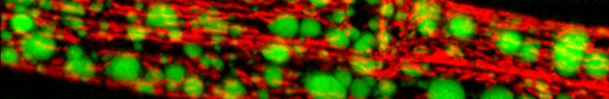 Mark Fricker: Research