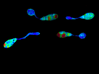 Object-based Ratio Analysis – Mark Fricker: Research