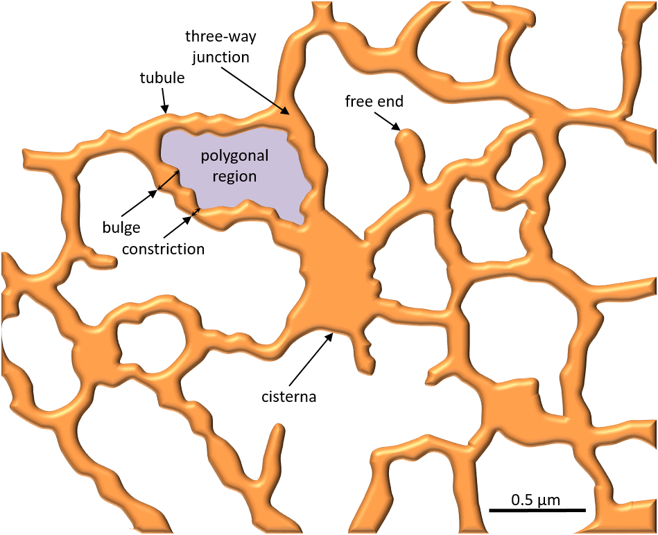 ER Network Analysis – Mark Fricker: Research